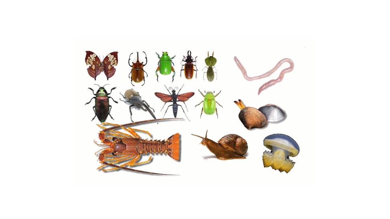 ¿Qué invertebrado estás viendo? – Proyecto Simbiosis